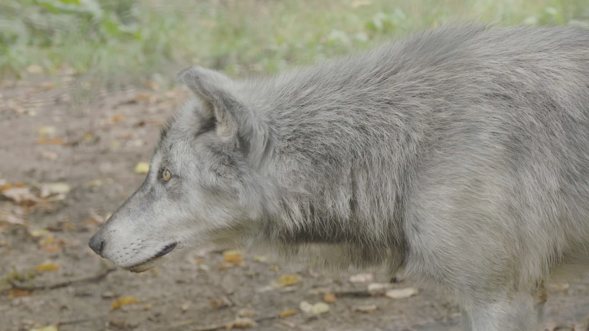 Die Angst vorm Wolf geht um in Österreich - ServusTV On