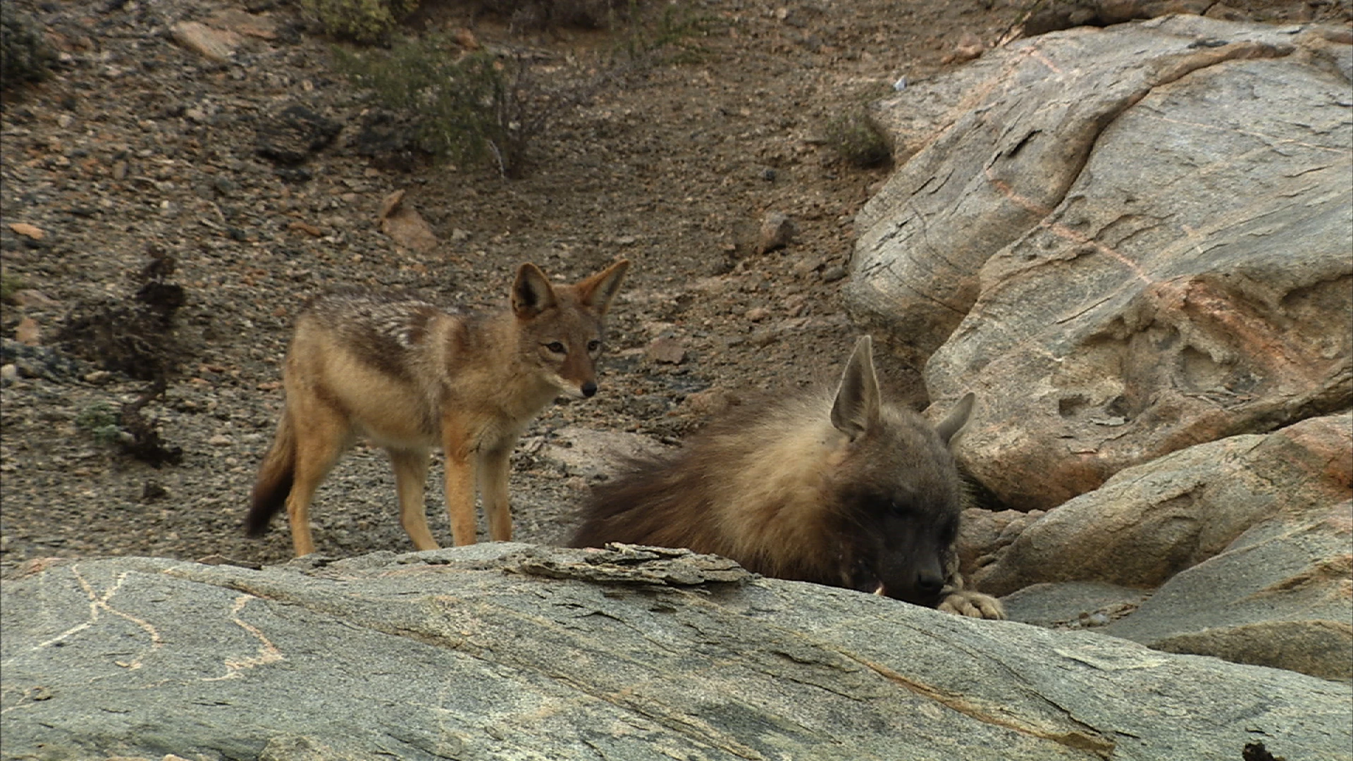 Strandwolf - ServusTV On