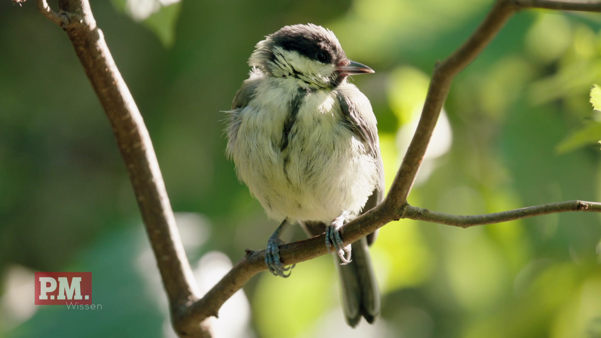 Wie zwitschern Meisen? - ServusTV On